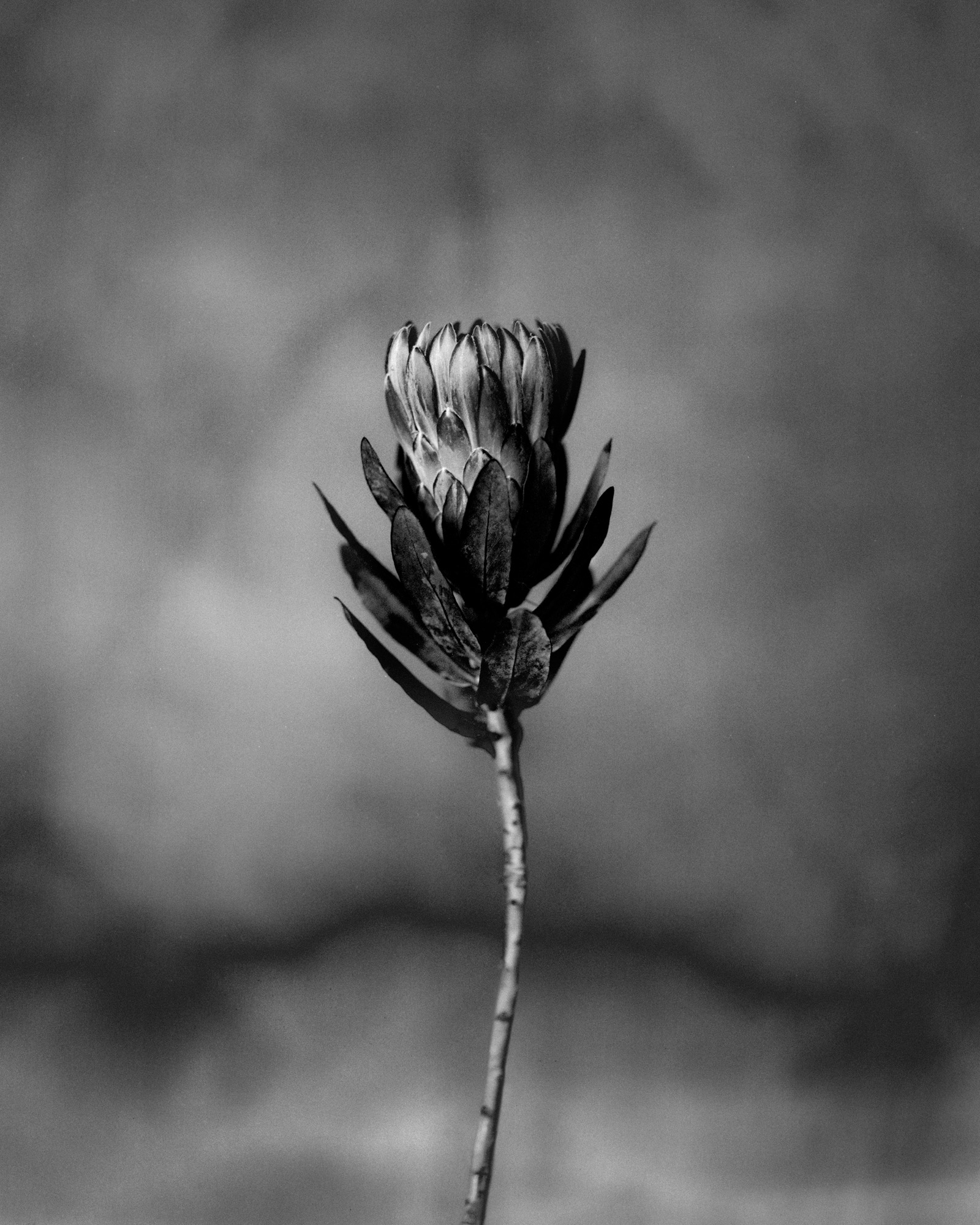 King Protea - Photography By Pip