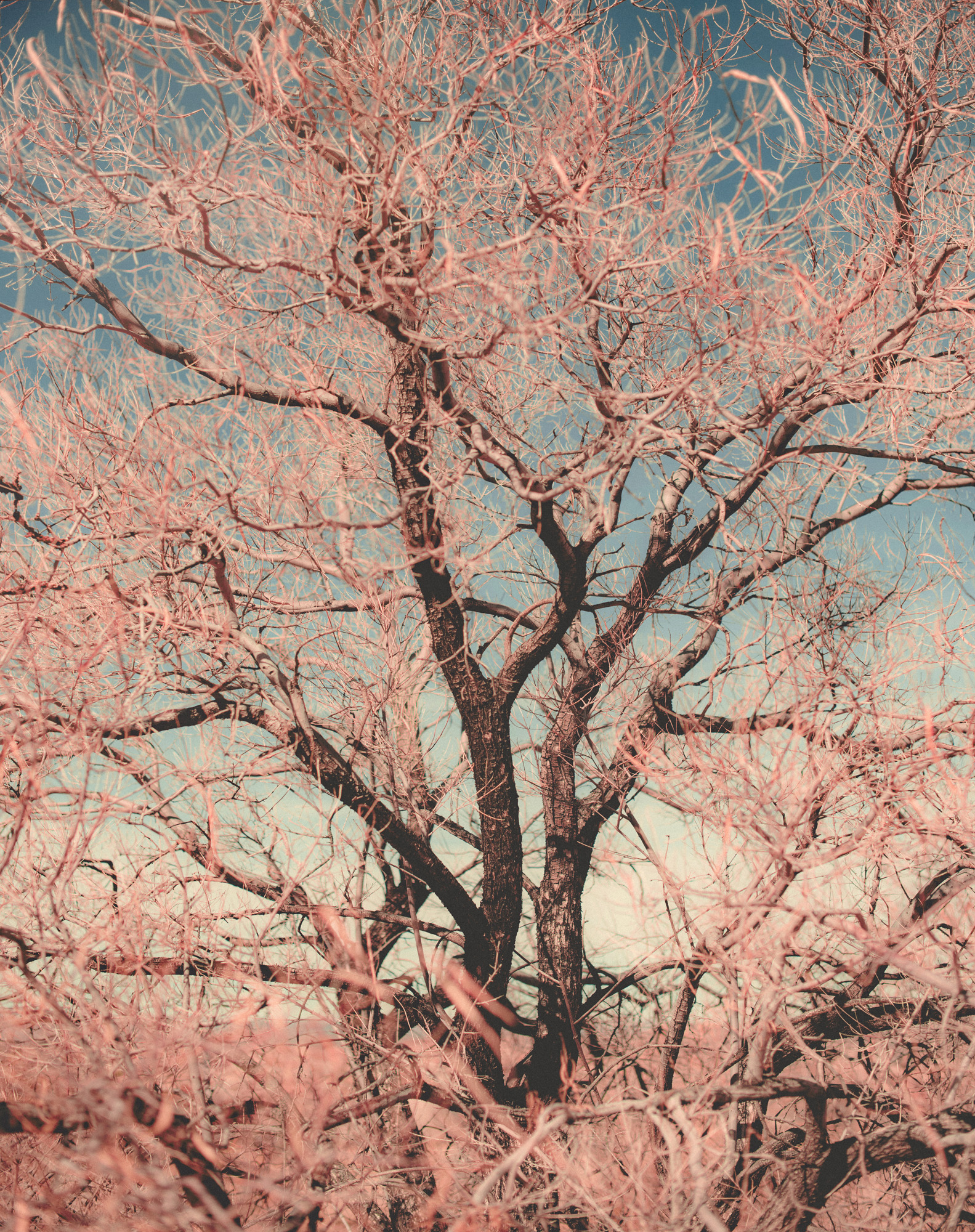 Pink tree - Photography By Pip